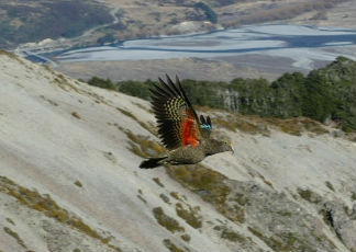 Fledglings Sighted on Woolshed Hill – Blog | Kea Database