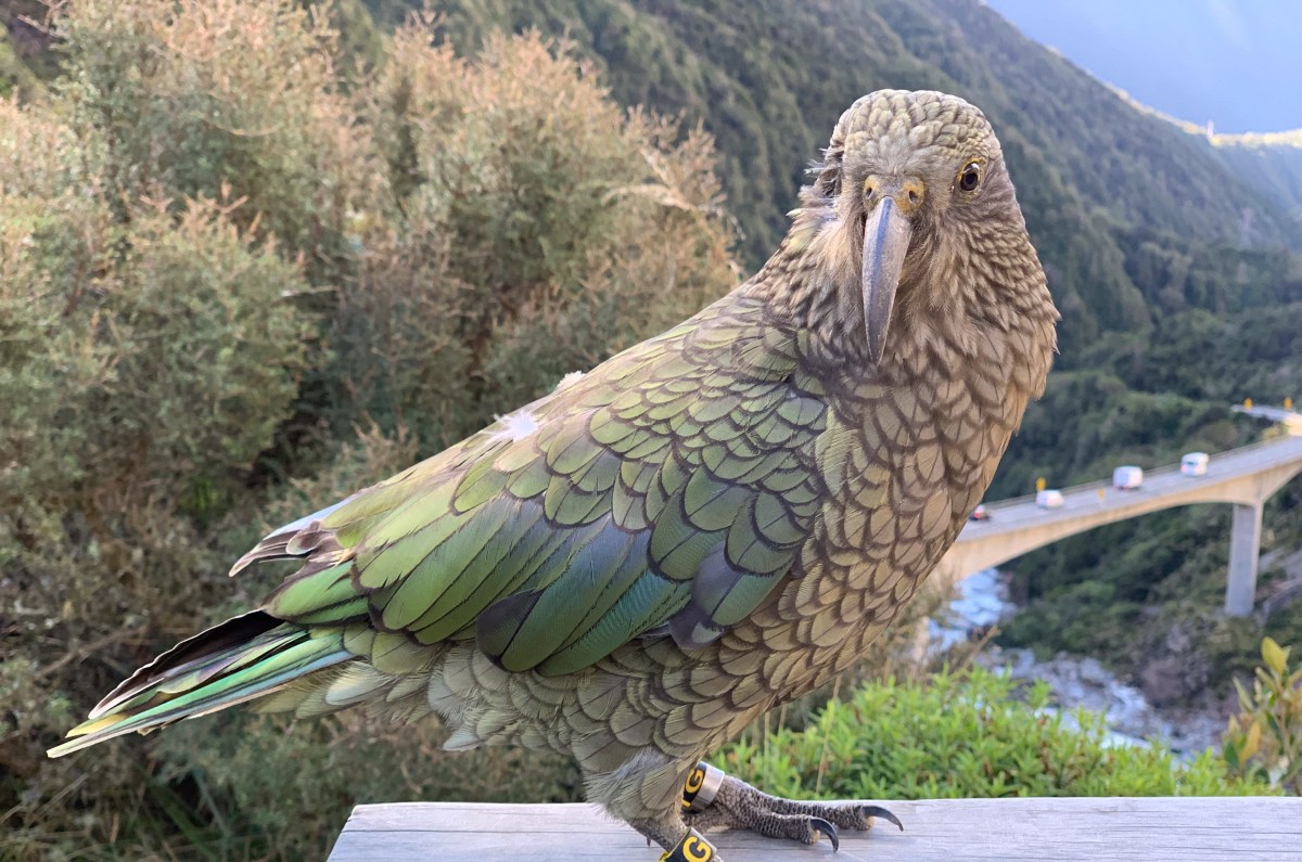 One place for kea sightings – Blog | Kea Database