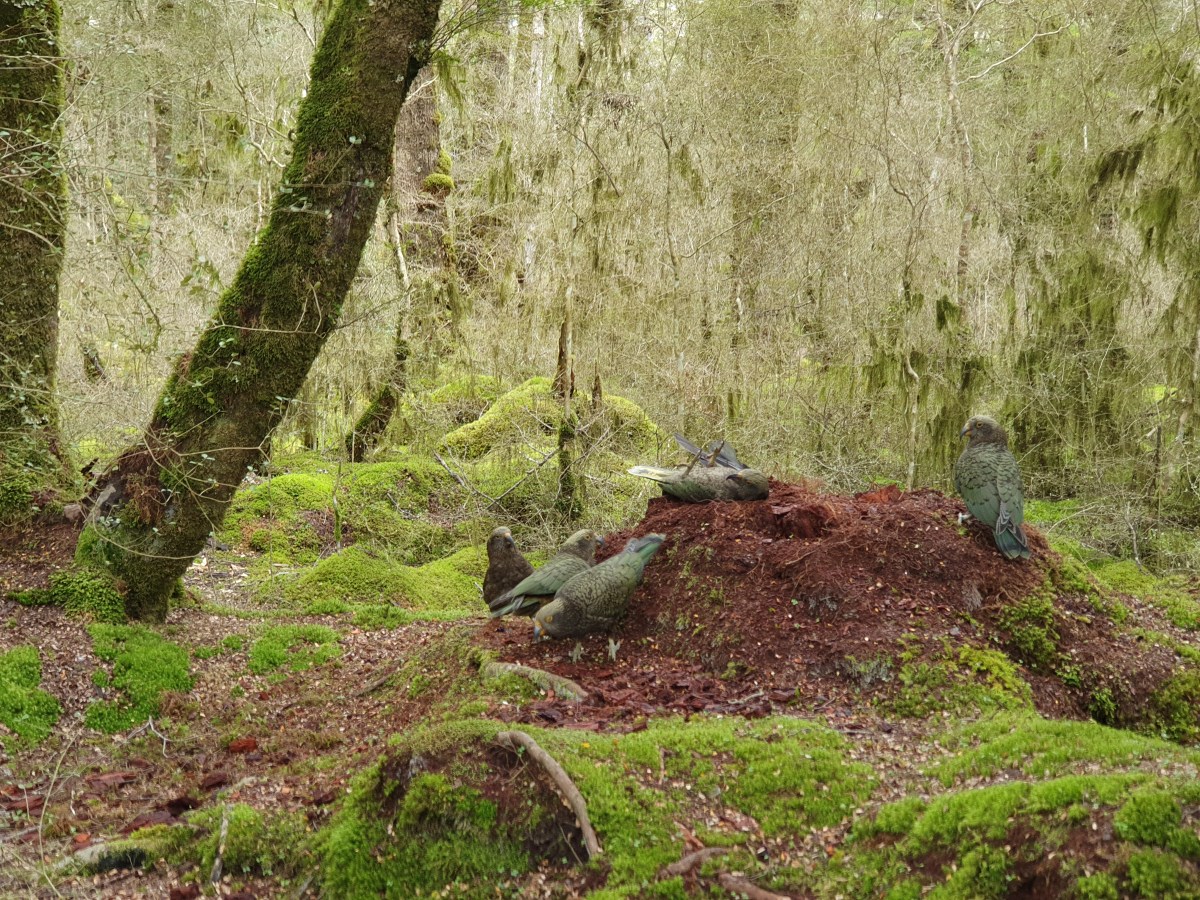 Photo of the Month (Dec ’19) – Blog | Kea Database